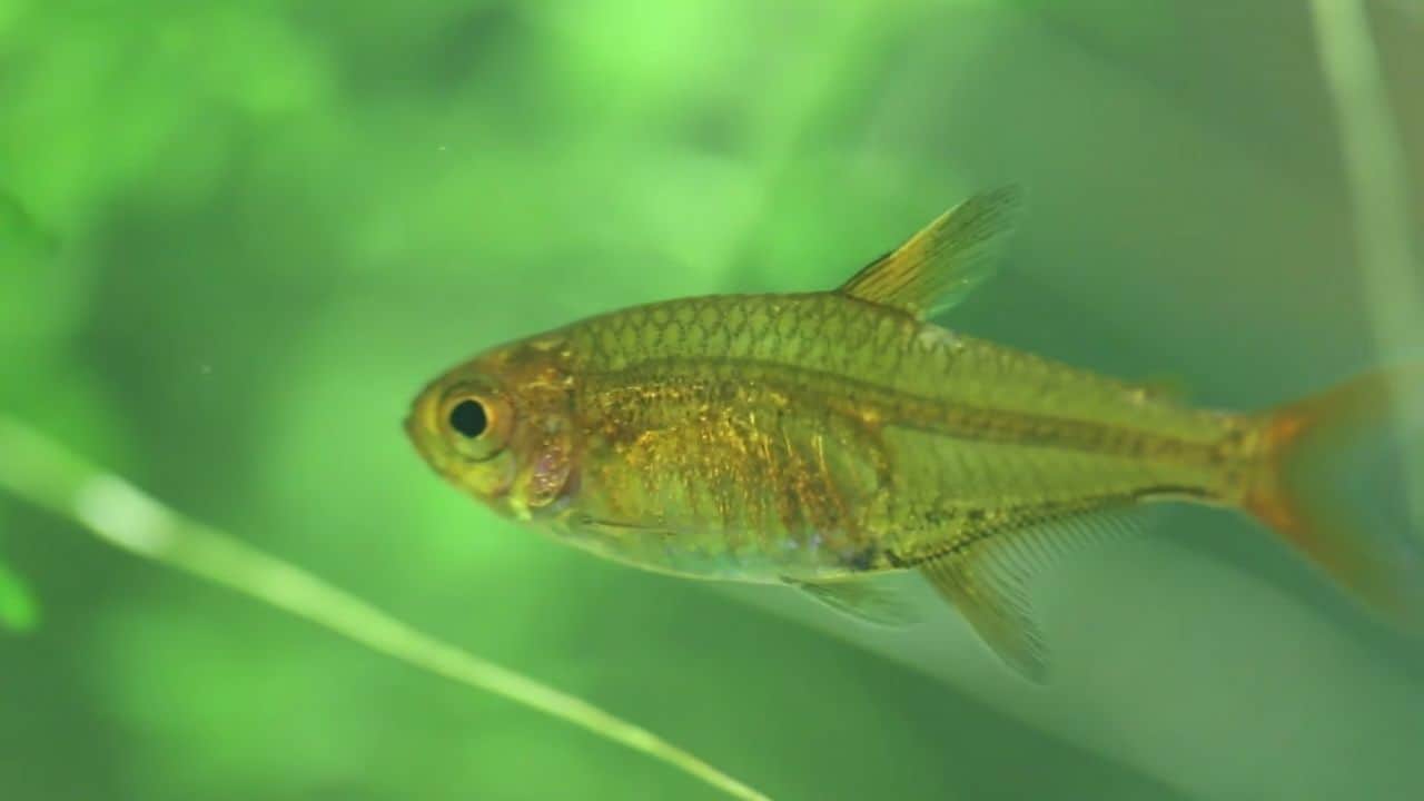 Top 5 Recommended Nano Fish For Your Tank - Planted Nano Tanks