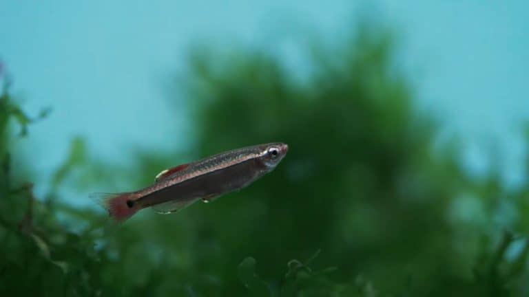 Top 5 Recommended Nano Fish For Your Tank - Planted Nano Tanks