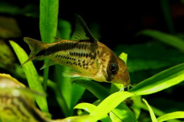 13 Types Of Corydoras For Your Aquarium - Planted Nano Tanks
