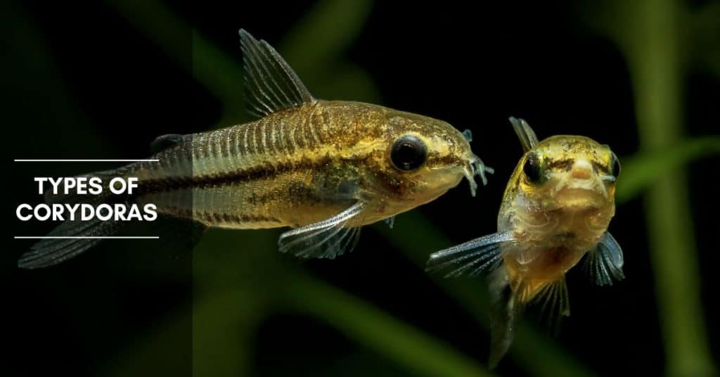 13 Types Of Corydoras For Your Aquarium - Planted Nano Tanks
