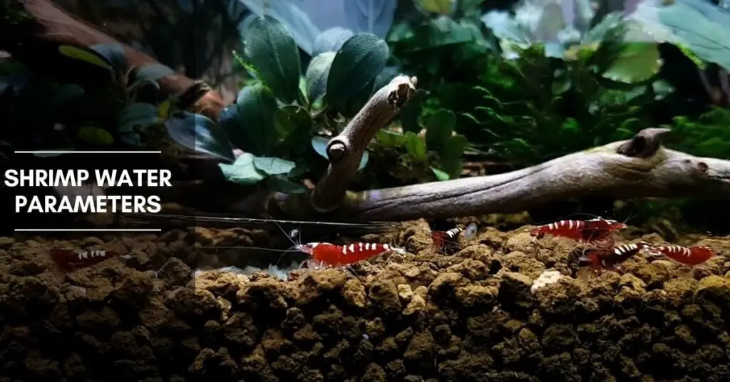 Shrimp Water Parameters: GH, KH, pH, TDS, and Temperature