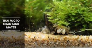 Thai Micro Crab Tank Mates - Planted Nano Tanks