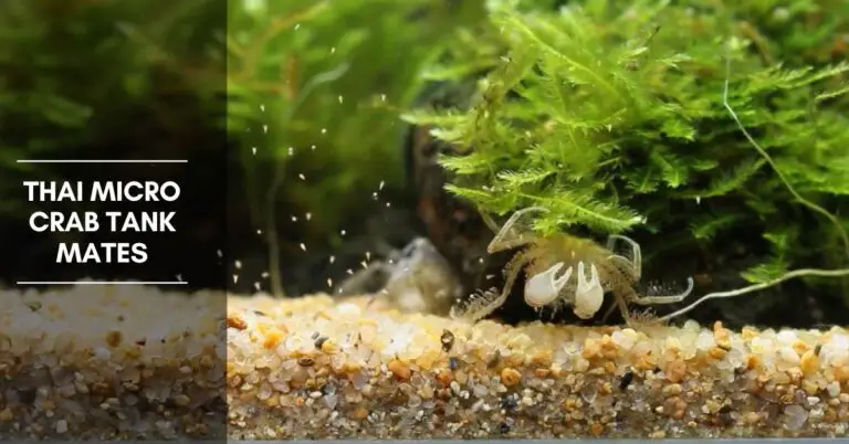 Thai Micro Crab Tank Mates - Planted Nano Tanks
