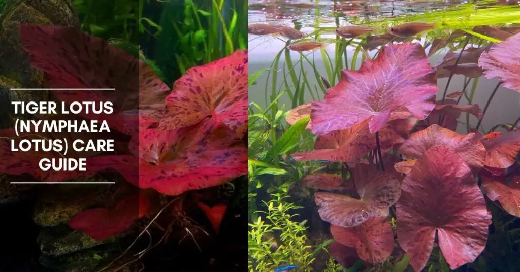Tiger Lotus (Nymphaea lotus) Care Guide (2021) - Planted Nano Tanks