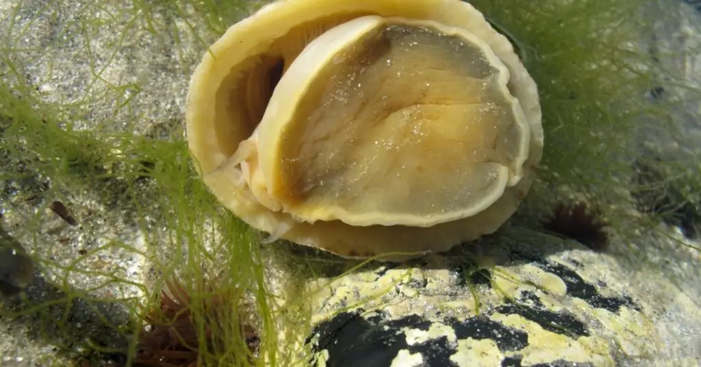 Limpets in Freshwater Aquarium, Are They Harmful? - Planted Nano Tanks