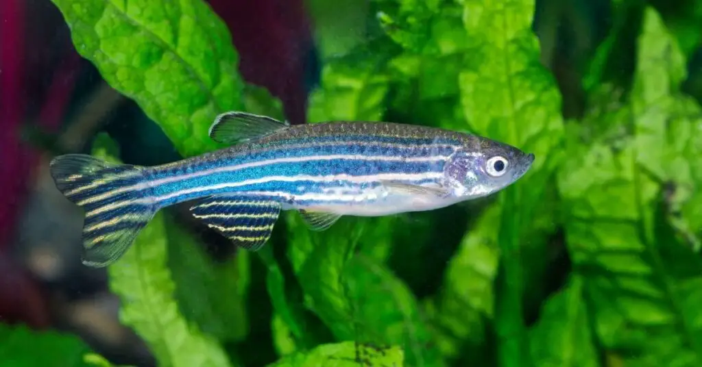 Zebra Danio Fry Care - How Long Does It Take Them to Grow?